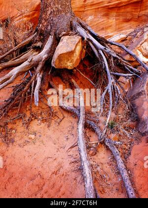 Tree roots clinging to big rock. Trees can grow in many different ...