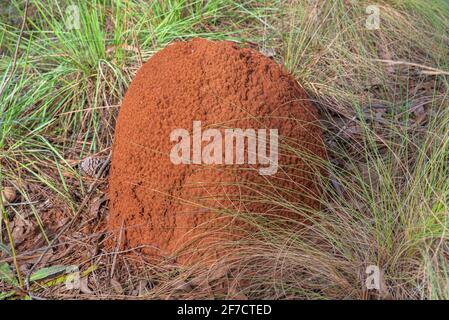 Underground termite colony (Coptotermes gestroi) in the midst of nature ...