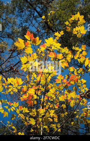Colorful Autumn leaves of the Florida maple tree or Acer Floridanum in ...