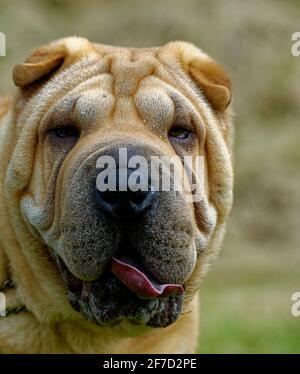 Sharpei Adult Chinese fighting dog wrinkled skin Stock Photo - Alamy