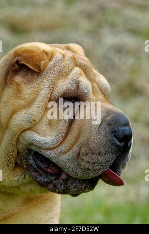 Sharpei Adult Chinese fighting dog wrinkled skin Stock Photo - Alamy