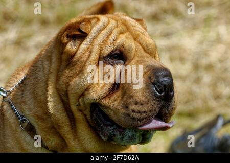 Sharpei Adult Chinese fighting dog wrinkled skin Stock Photo - Alamy