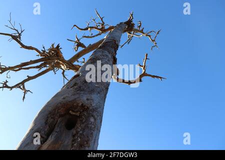 Interesting shapes of trees Stock Photo - Alamy