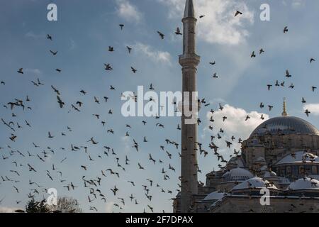 Birds fly around the Blue Mosque or Sultan Ahmed Mosque in Istanbul ...