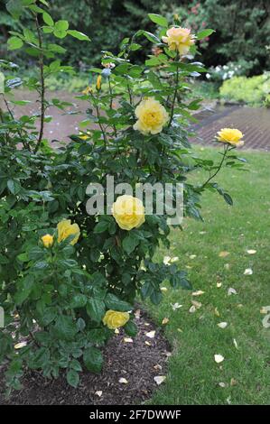Yellow climbing Floribunda rose (Rosa) Chinatown blooms in a garden in ...