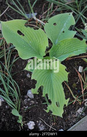 Garden pests, damaged leaves by snails or slugs, hostas Stock Photo - Alamy