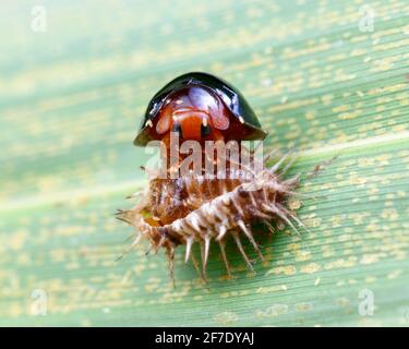 Black ladybird beetle, Chilocorus nigrita, larvae foraging for scale ...
