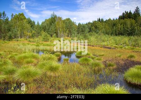 Bog (muskeg) landscape with sphagnum mosses, sedges, and stunted black ...