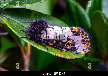 A Spanish Moth, Xanthopastis timais, at rest on a plant leaf Stock ...