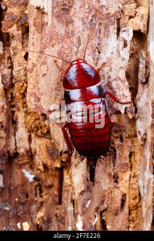 Florida woods cockroach - Eurycotis floridana - It is often referred to ...