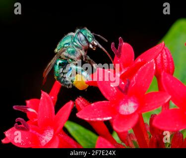 An orchid bee, Euglossa dilemma, nectaring from a fire bush Stock Photo ...