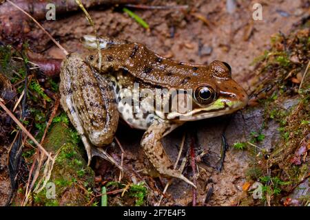 Green Frog (Lithobates clamitans) on a lily pad. Acadia National Park ...