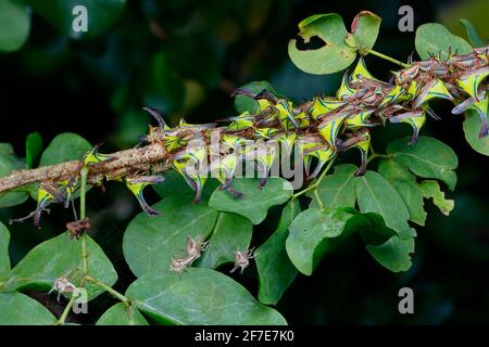 Thorn Treehoppers, Umbonia crassicornis, male on the right and female ...