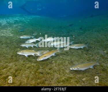 Flathead grey mullet Mugil cephalus, Mugilidae, Mediterranean Sea Stock ...