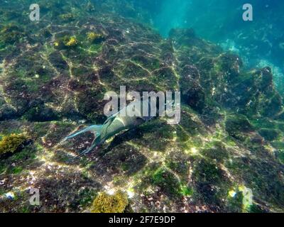 Parrot fish at Punta Espinoza, Fernandina Island, Galapagos, Ecuador ...
