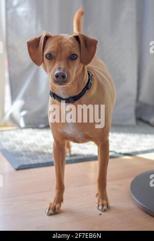 Mixed breed dog with short legs Stock Photo - Alamy