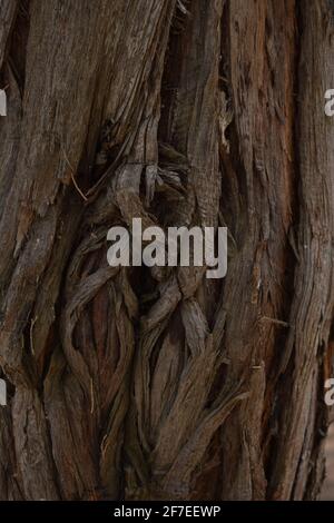 Close up of tree bark, Parque Nacional Huerquehue, Pucon, Patagonia ...