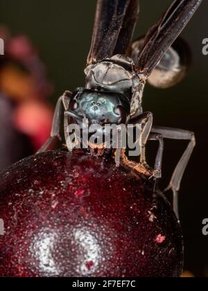 Adult Warrior Wasp of the Genus Synoeca Stock Photo - Alamy