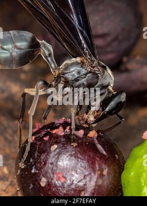 Adult Warrior Wasp of the Genus Synoeca Stock Photo - Alamy