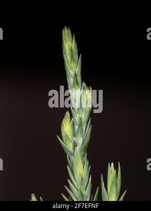 Green Conifer Leaves of the Order Pinales in macro view Stock Photo - Alamy