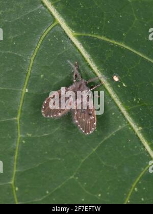Bathroom moth midge Stock Photo - Alamy