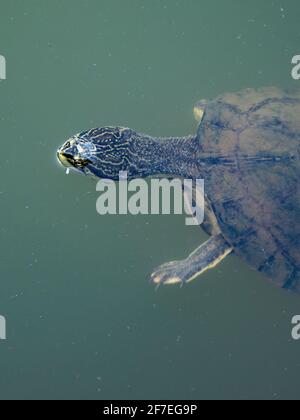 Geoffroy s Side necked Turtle Phrynops geoffroanus Stock Photo - Alamy