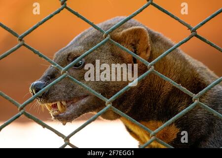 Tayra wild animal of the species Eira barbara Stock Photo - Alamy
