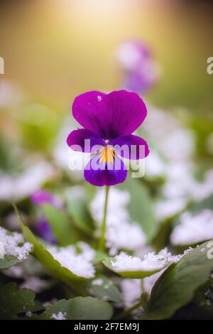 Flower of purple violet under snow in the garden in late fall close up ...