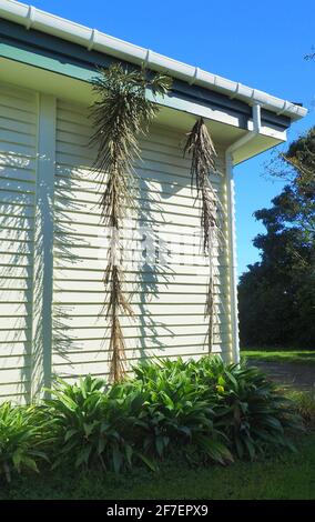 An inappropriate planting: lancewood trees (pseudopanax arboreus ...