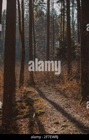 Sun is shining behind the tall trees in a green summer forest Stock ...