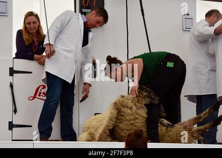 Sheep shearing at Balmoral Show, Northern Ireland Stock Photo - Alamy