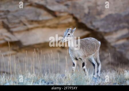 a beautiful male bharal (pseudois nayaur), also called blue sheep, is ...