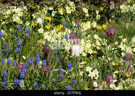 A mix mixture of spring flowers growing in a wild garden Stock Photo ...