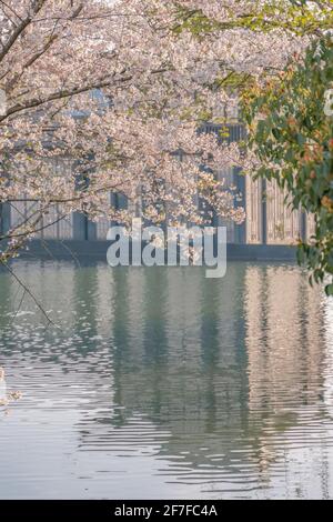 Blooming cherry blossoms at the west lake in Hangzhou, China, spring ...