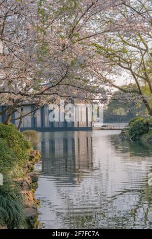Blooming cherry blossoms at the west lake in Hangzhou, China, spring ...