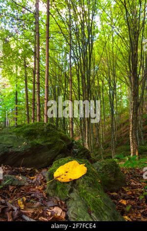 Strandzha mountain, Bulgaria Stock Photo - Alamy