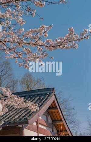 Spring cherry blossom scenery at Hangzhou West Lake under the sunlight ...