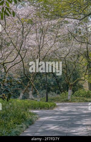 Blooming cherry blossoms at the west lake in Hangzhou, China, spring ...