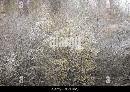 fresh snow falling on leaves in the forest Stock Photo - Alamy