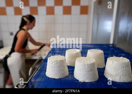 French Alps. Traditional cheese factory. Farm made Abondance cheese ...