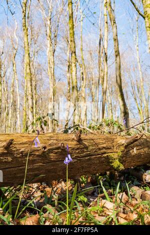 Early emerging Bluebells in the Forest of Dean, Gloucestershire. UK ...
