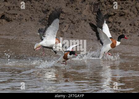 Shelducks chasing off their rivals, at Thornham on the Norfolk Coast ...