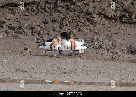 Shelducks chasing off their rivals, at Thornham on the Norfolk Coast ...