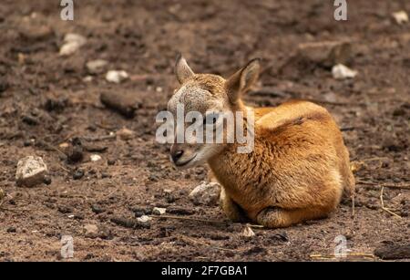Small cute baby mouflon lying down and relaxing in green grass.Adorable ...
