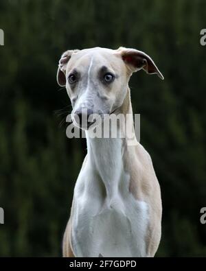 A portrait of a cute whippet breed dog Stock Photo - Alamy