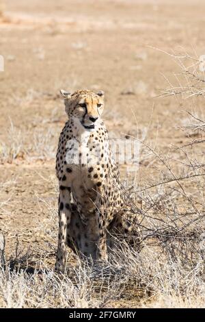 Cheetah (Acinonyx jubatus). Female. Kalahari Desert, Kgalagadi ...