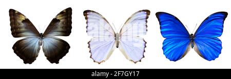 Set of butterflies of different colors with outstretched wings isolated ...