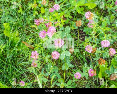 Dutch clover on lawn in spring or summer garden. Selective focus Stock ...