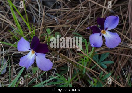 bird's foot violet (Viola pedata) Plantae Stock Photo - Alamy