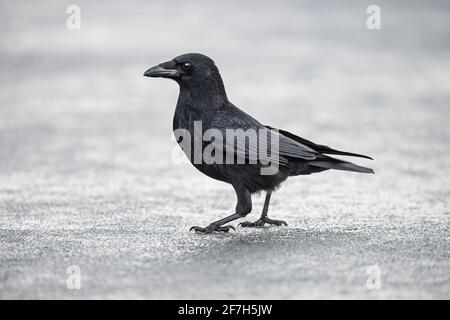 Crow, close up, on the ice, in Scotland, in the winter Stock Photo - Alamy